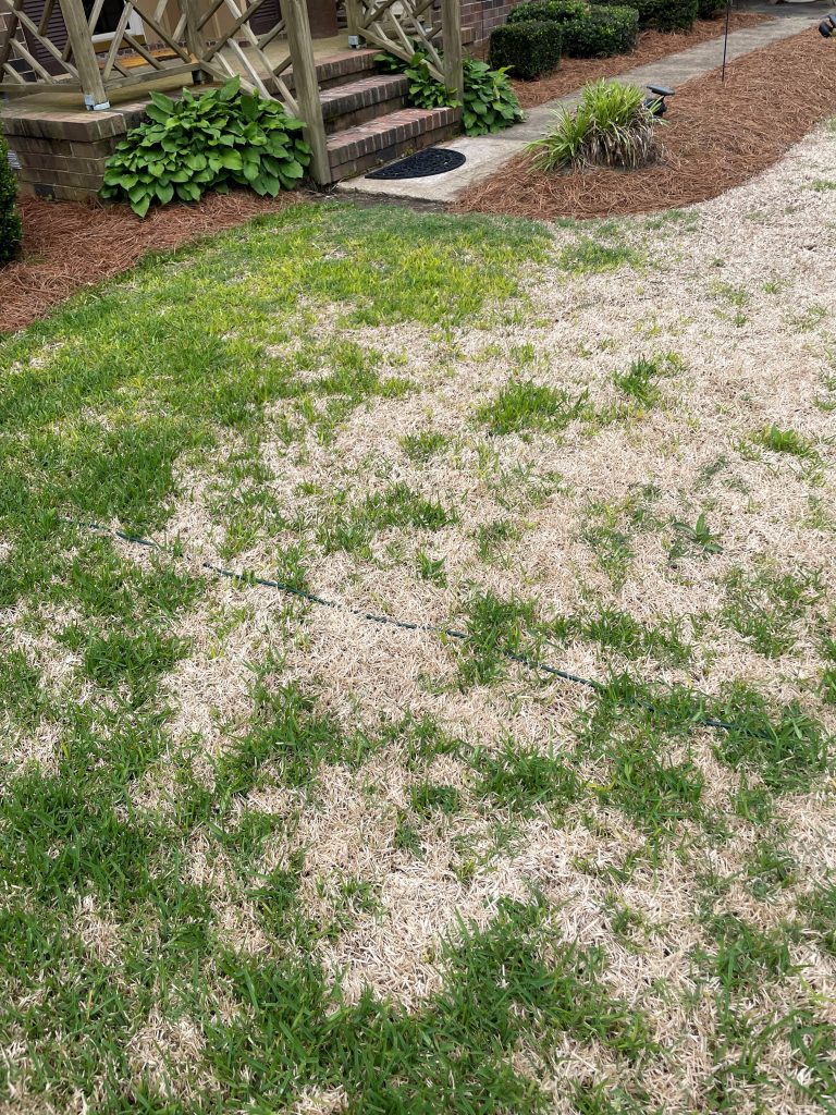 Turf Clippings Vt Turfgrass Virginia Tech