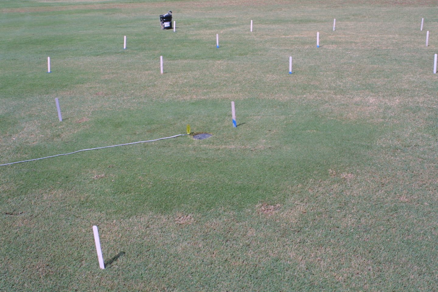 Managing Bermudagrass Off Types On Sports Fields Vt Turfgrass Virginia Tech